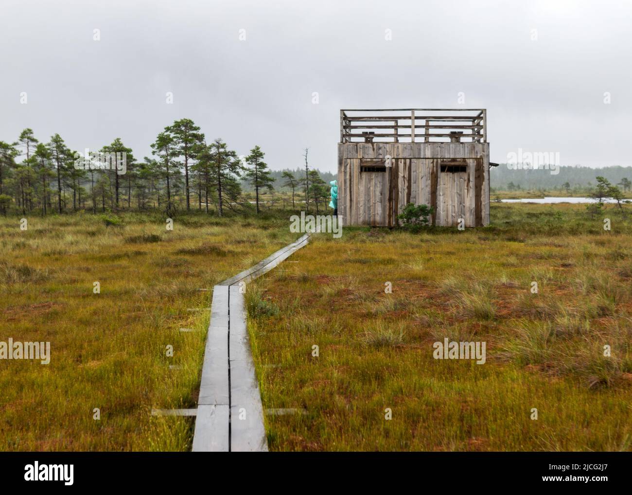 traditional bog landscape with wet trees, grass and bog moss in the ...