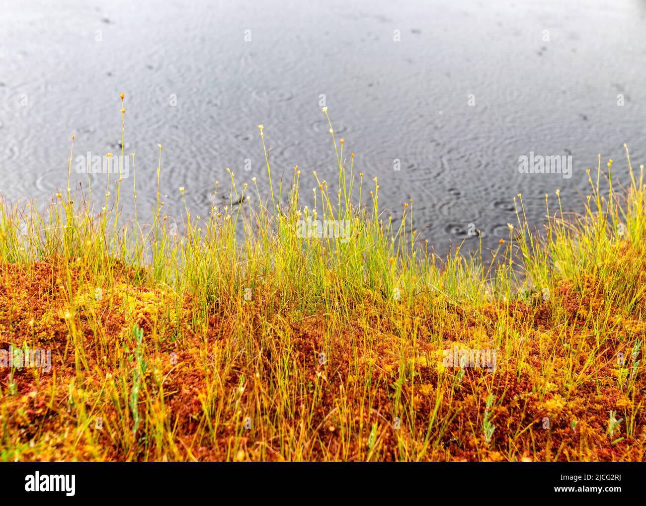 traditional bog vegetation with grass, mosses and lichens in the rain ...