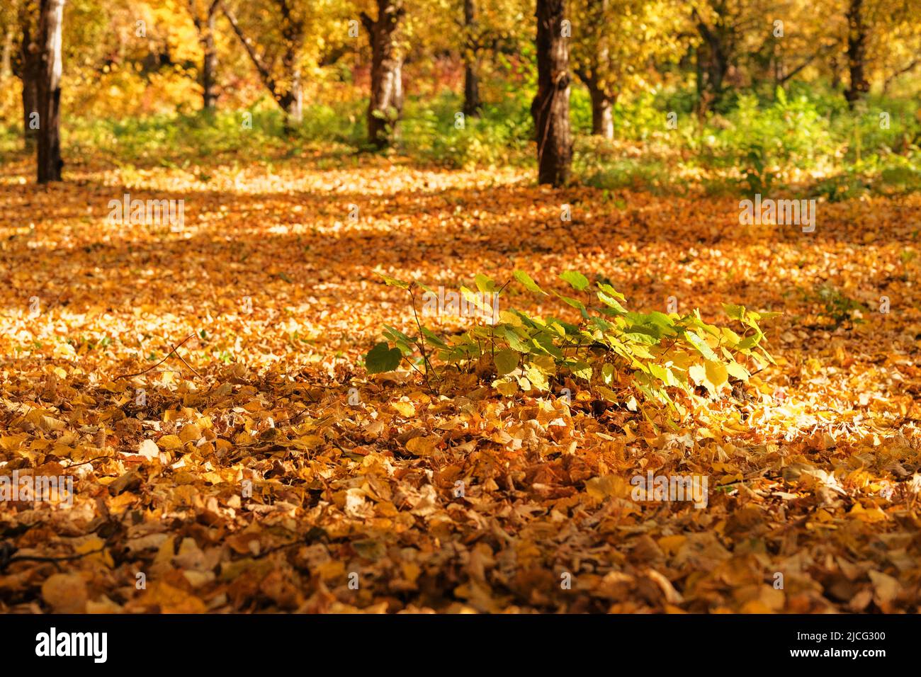 Autumn park in city. September, October, November. Colorful autumn ...