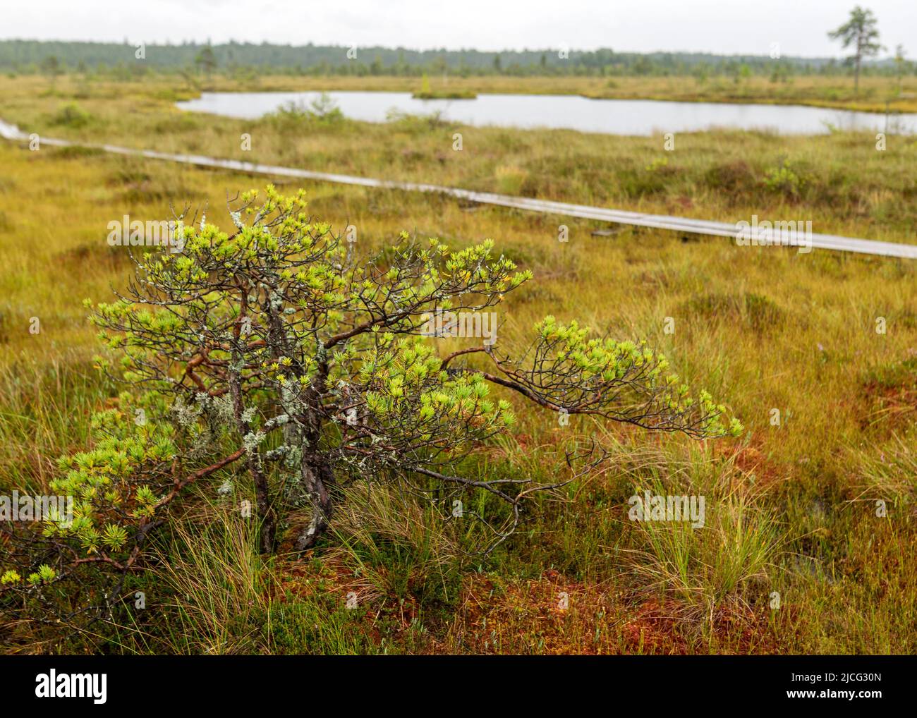traditional bog landscape with wet trees, grass and bog moss during ...