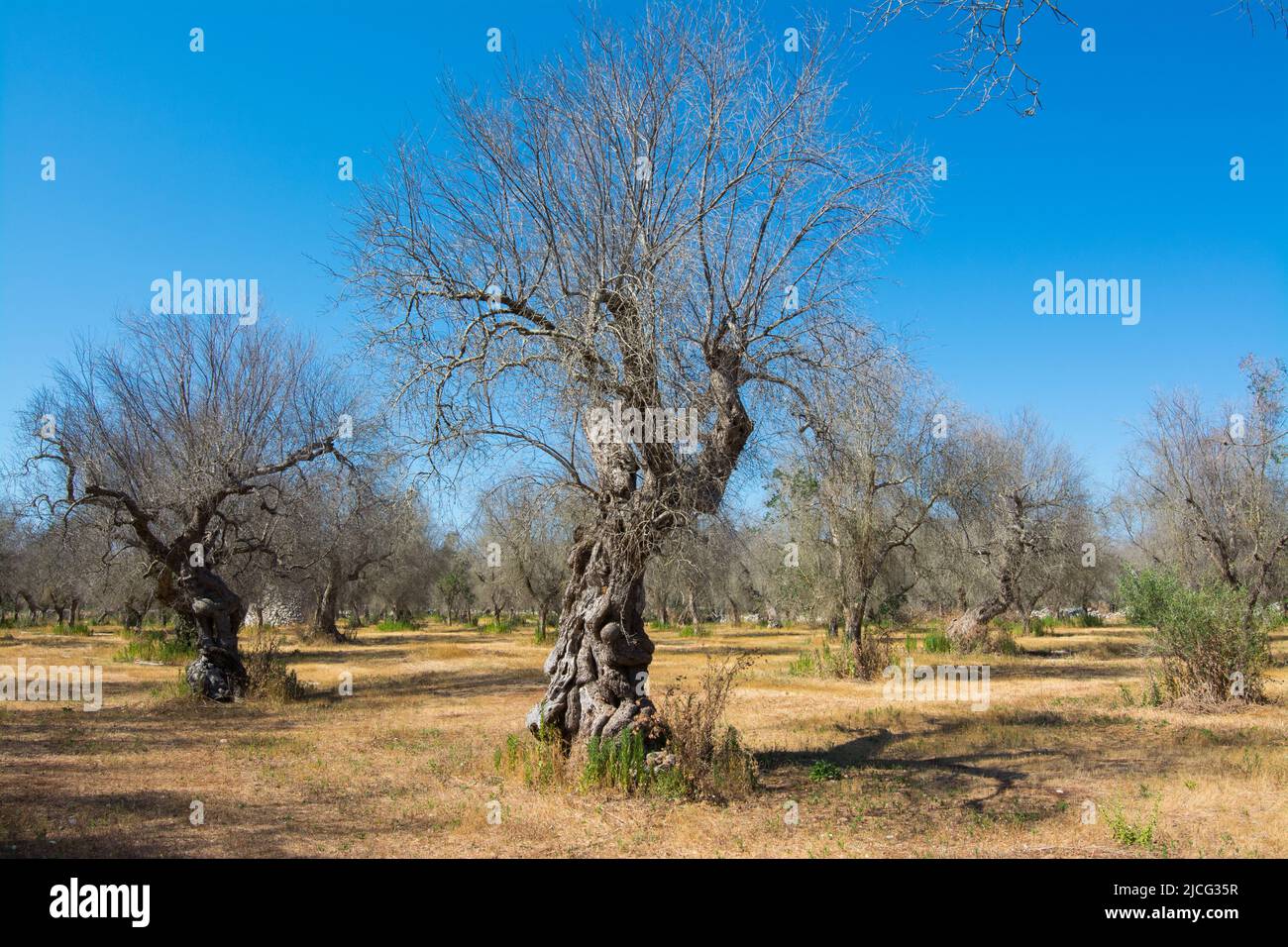Olive tree disease hi-res stock photography and images - Alamy