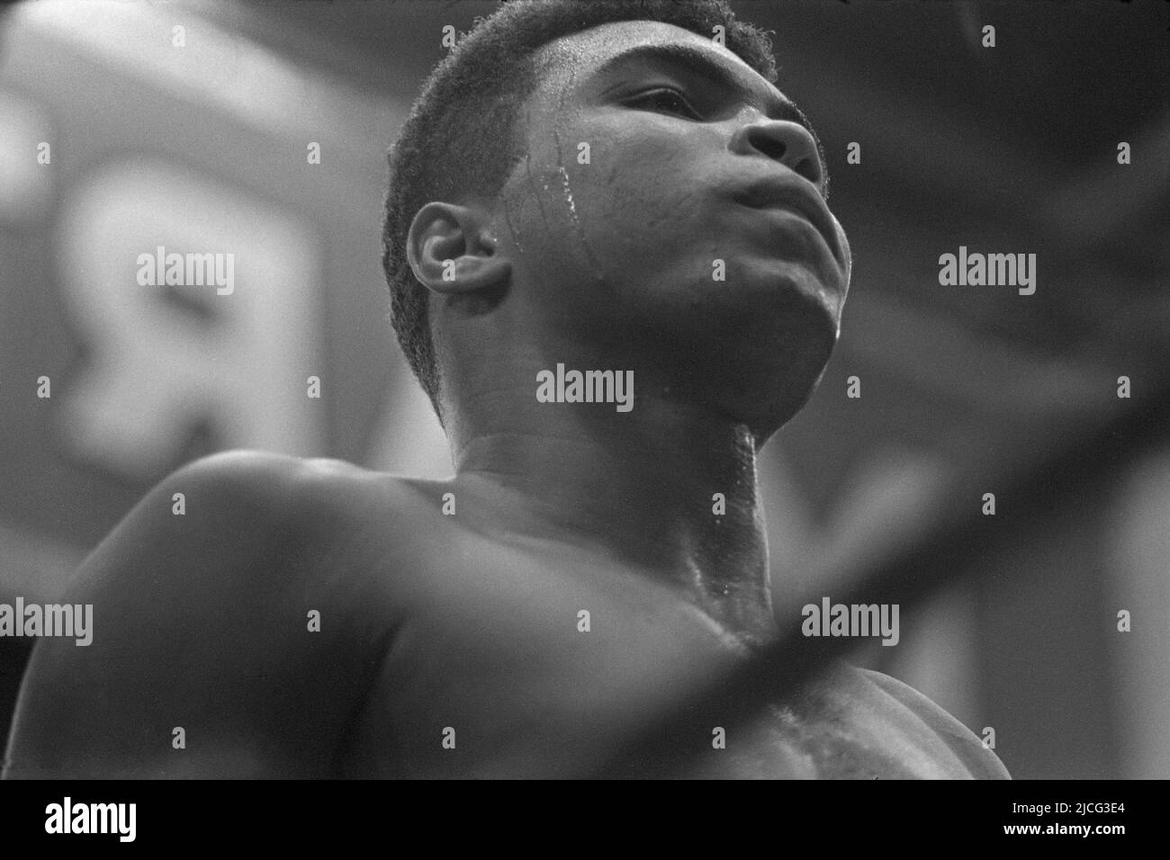 Muhammad ALI alias Cassius CLAY (USA, left), boxing, heavyweight, in ...
