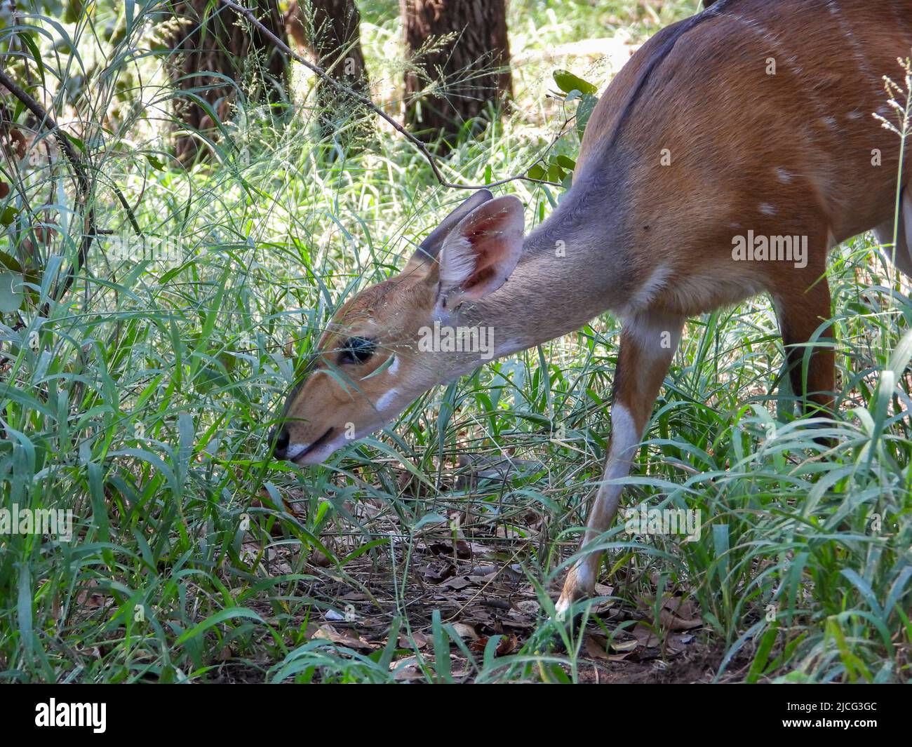 A Nyala calf forages in a clump of trees Stock Photo - Alamy