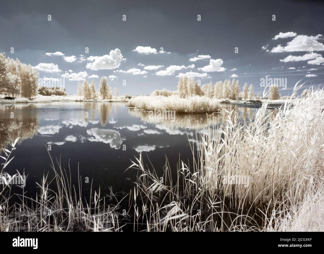 sunny summer landscape, infrared photo snowy tree amazing nature lake ...