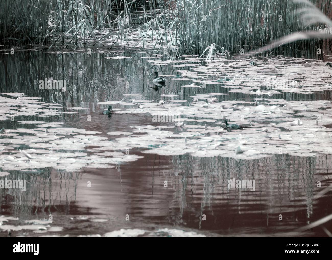 sunny summer landscape, infrared photo snowy tree amazing nature lake ...