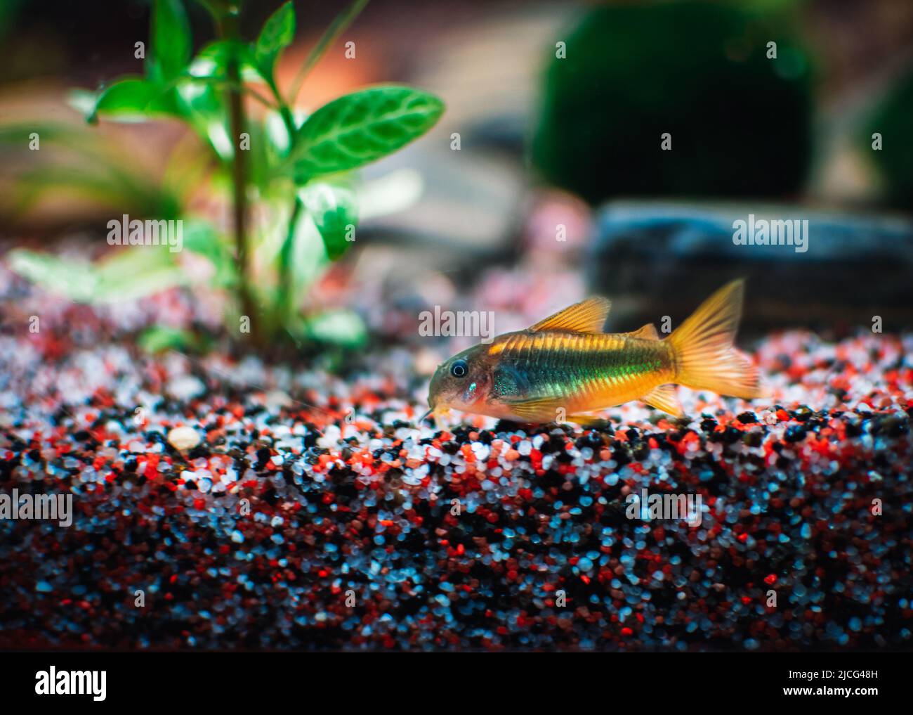 lovely corydoras family in mu aquarium Stock Photo - Alamy