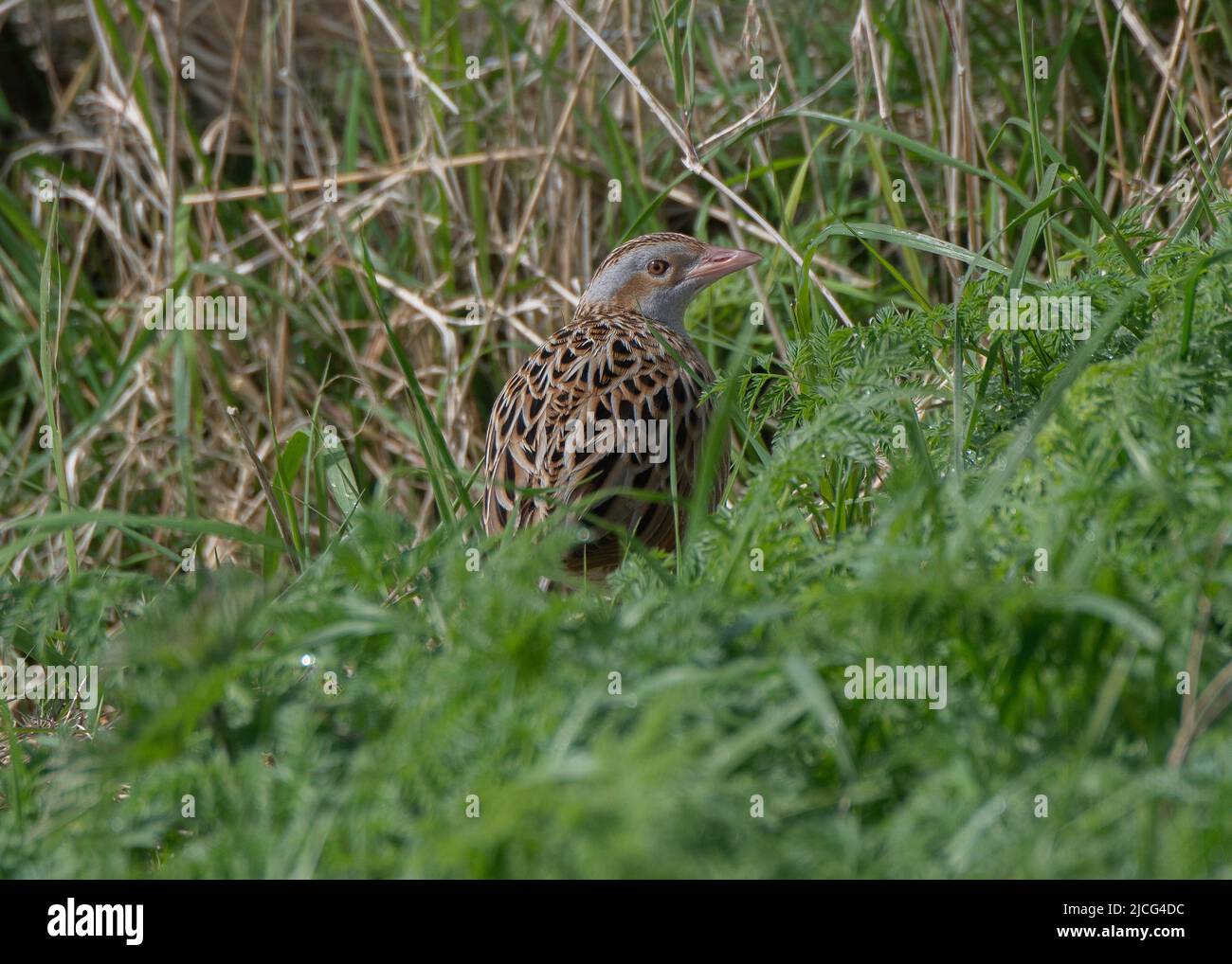 Male corncrake hi-res stock photography and images - Alamy