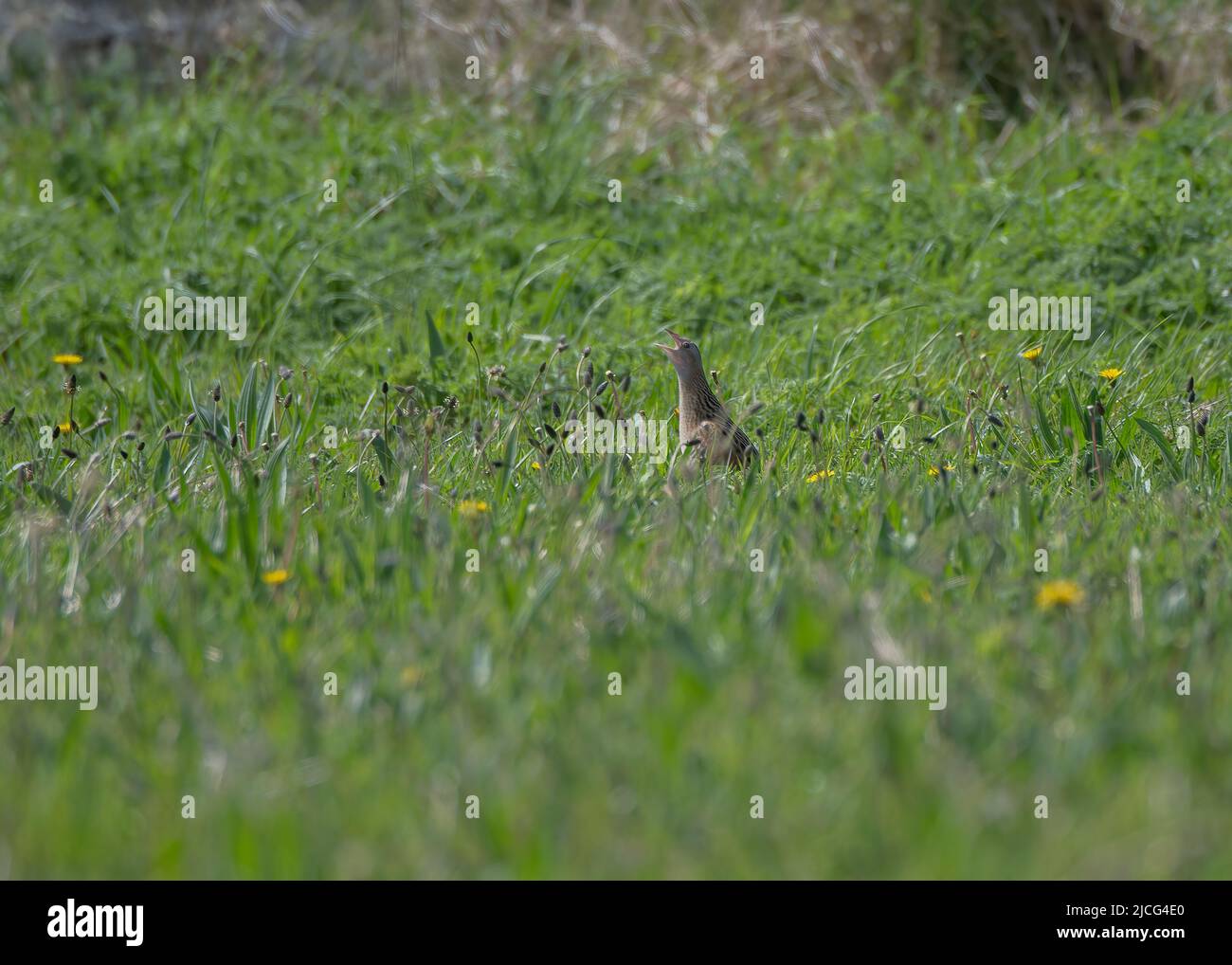 Corncrake calling hi-res stock photography and images - Alamy