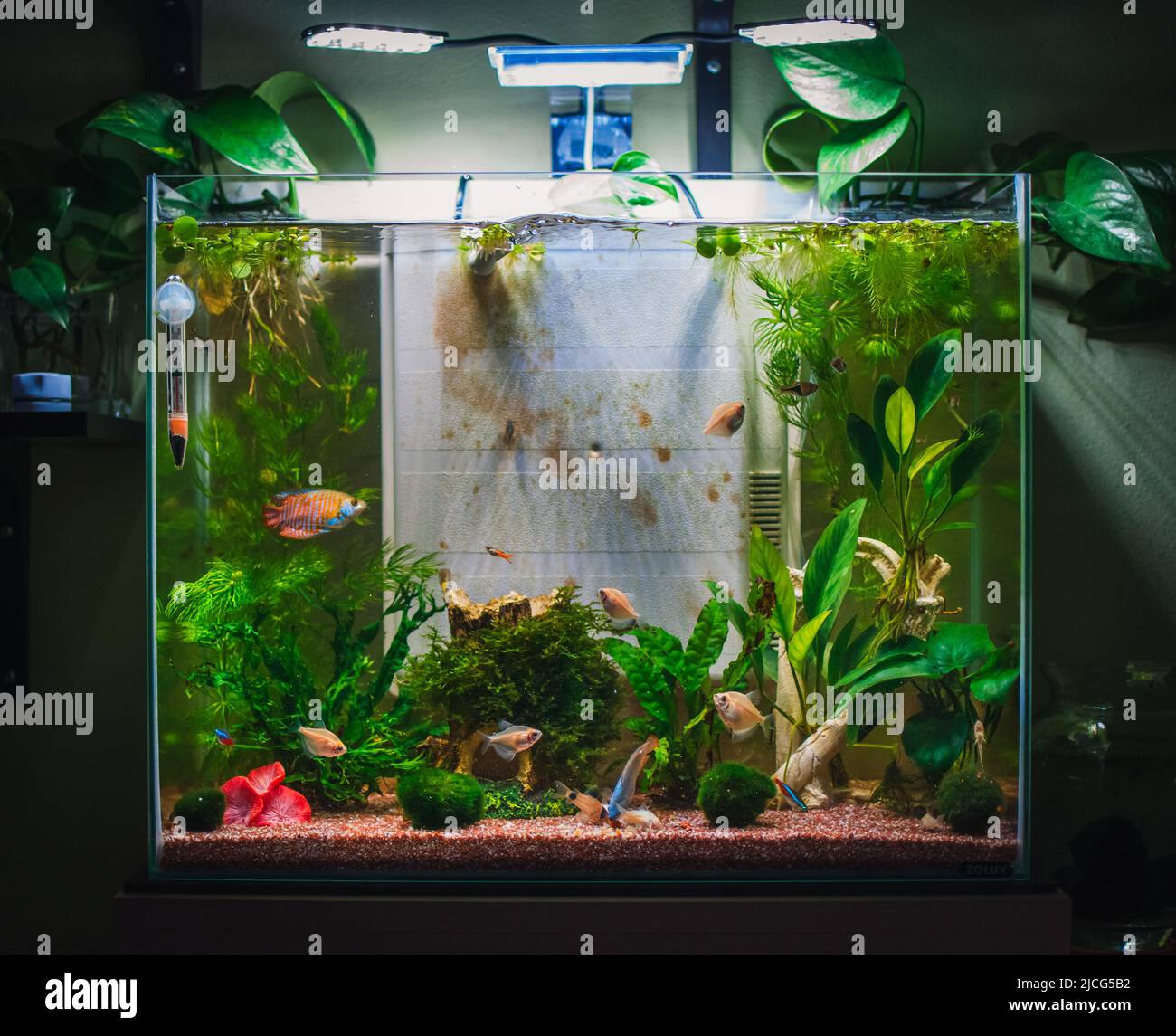 Green aquatic plants discus fish hi-res stock photography and images ...