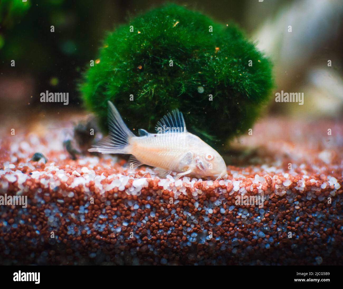 lovely corydoras family in mu aquarium Stock Photo - Alamy