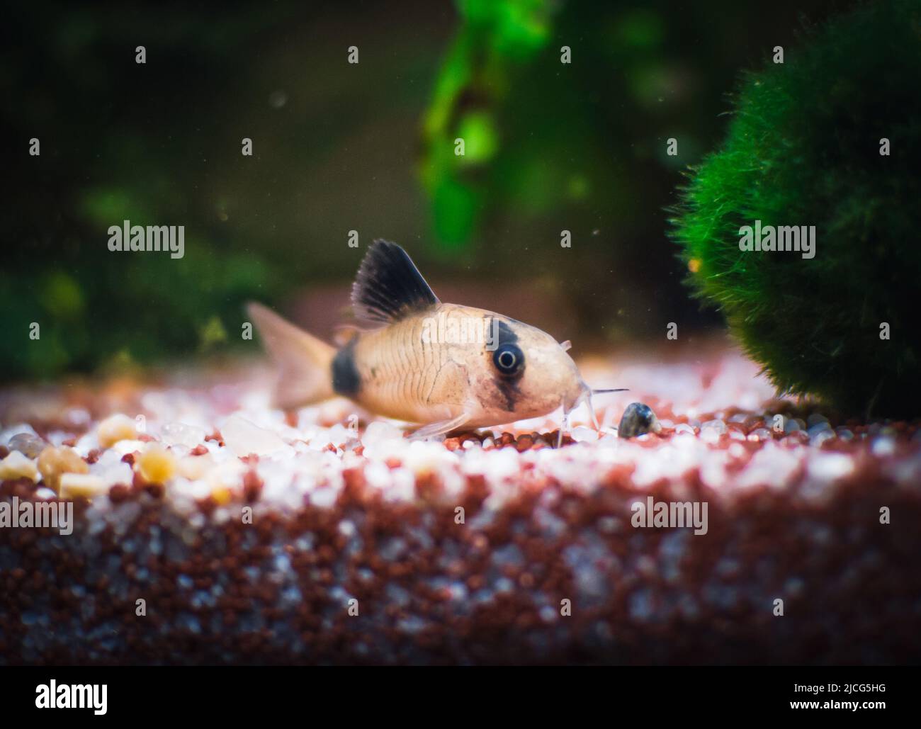 lovely corydoras family in mu aquarium Stock Photo - Alamy