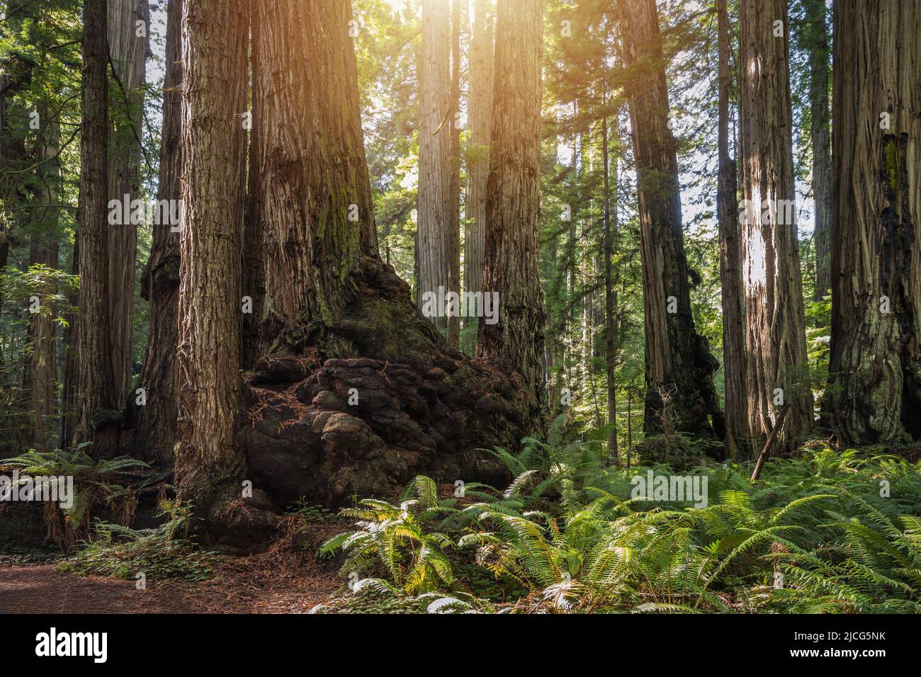 Incredible Old Growth Redwood Forest Summer Scenery. Crescent City ...