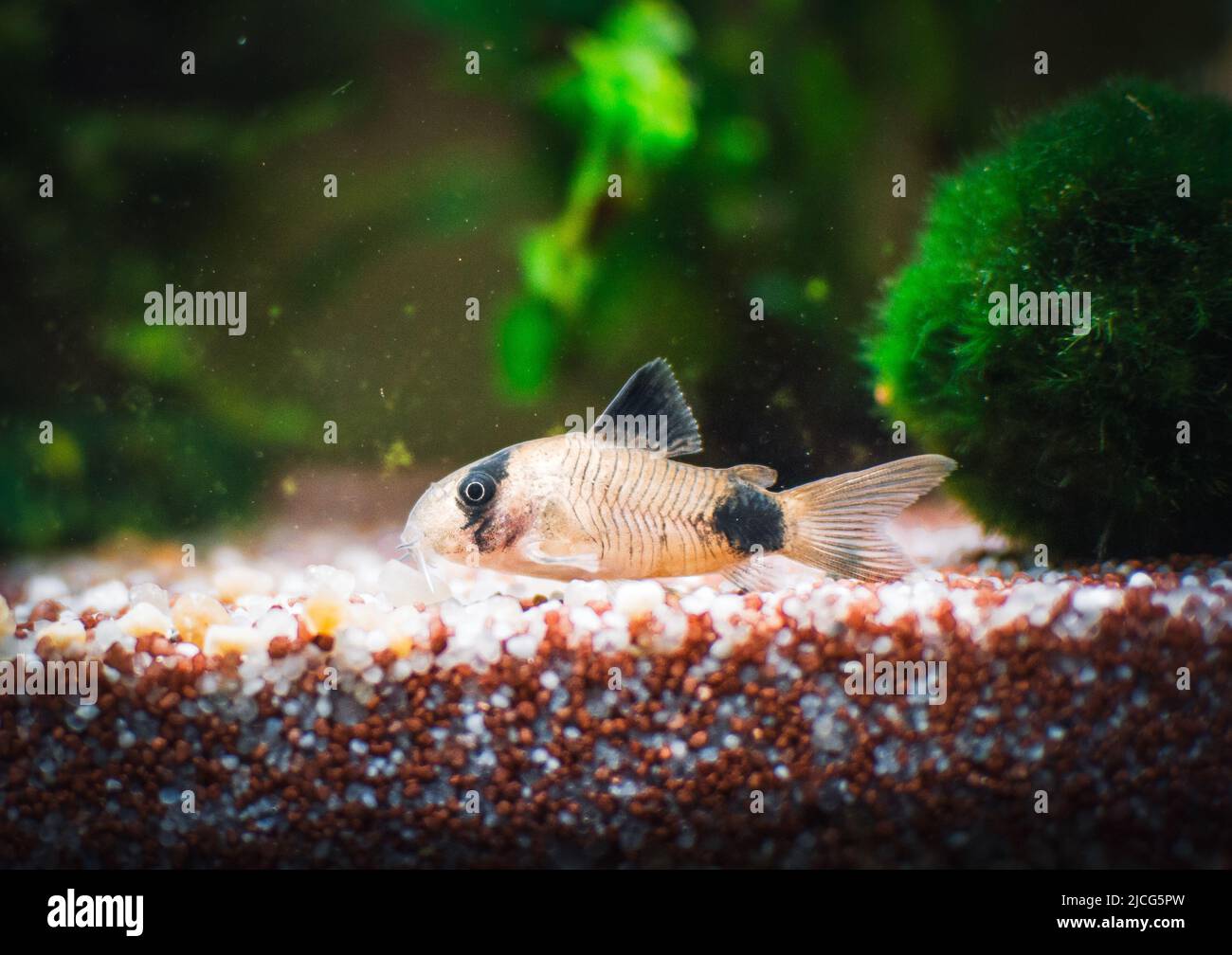 lovely corydoras family in mu aquarium Stock Photo - Alamy