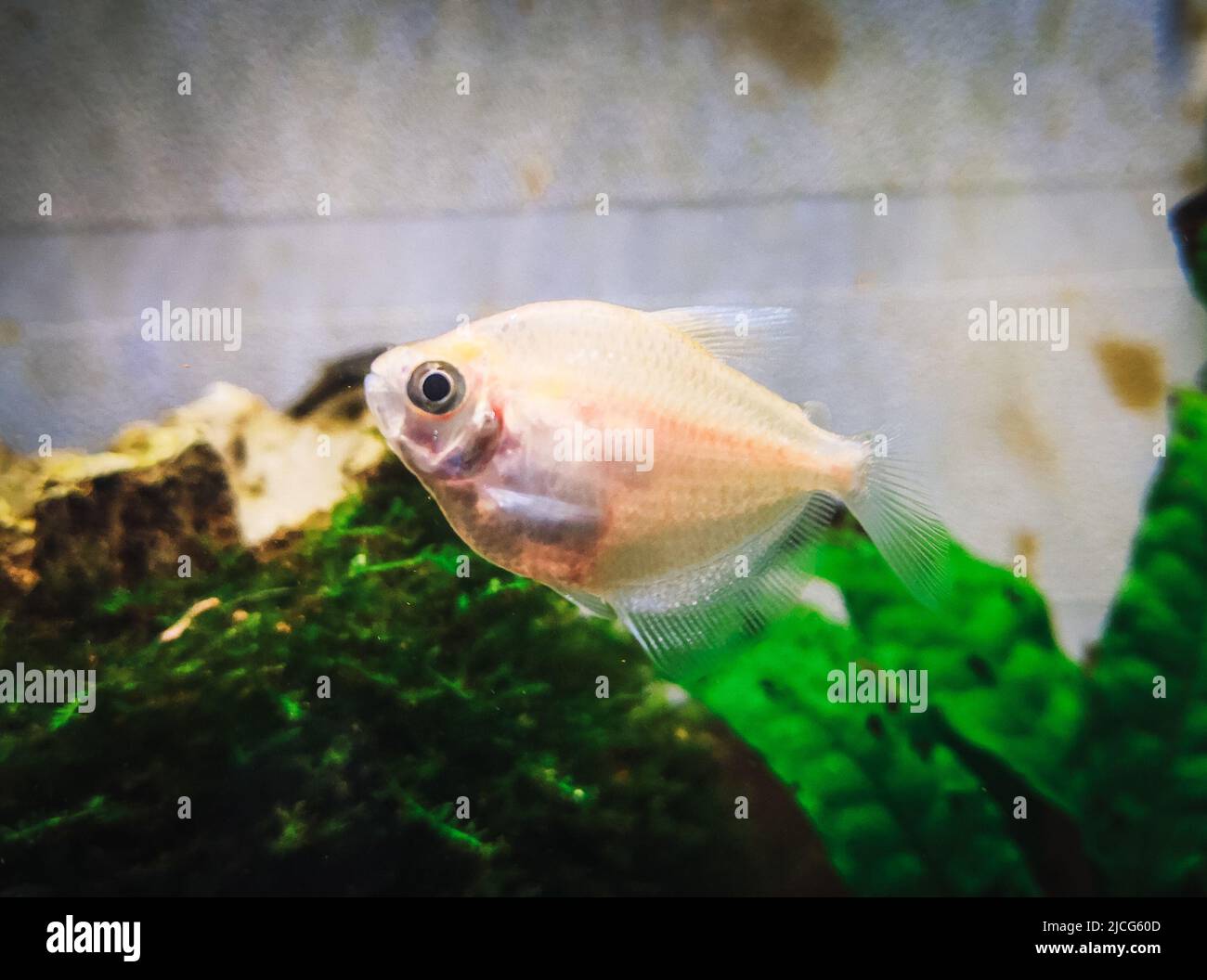 Gymnocorymbus ternetzi in a tropical aquarium Stock Photo - Alamy