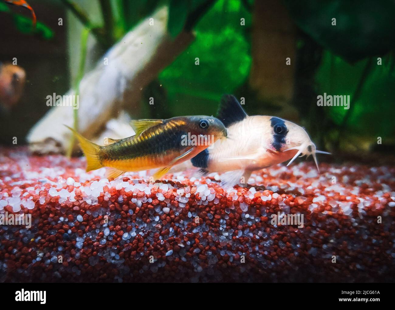 lovely corydoras family in mu aquarium Stock Photo - Alamy