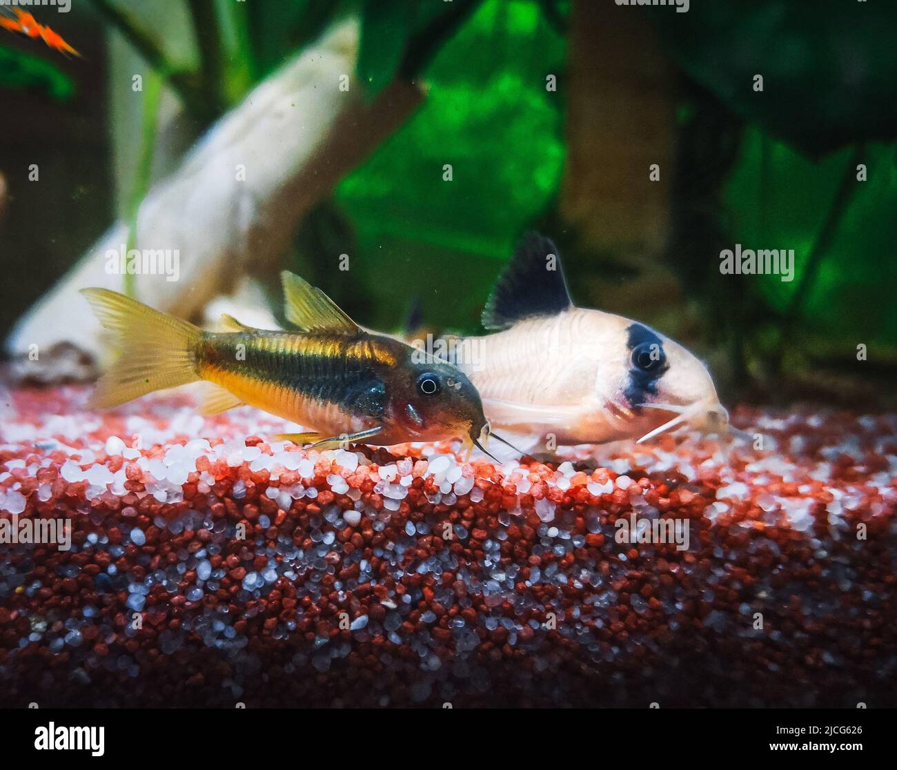 lovely corydoras family in mu aquarium Stock Photo - Alamy