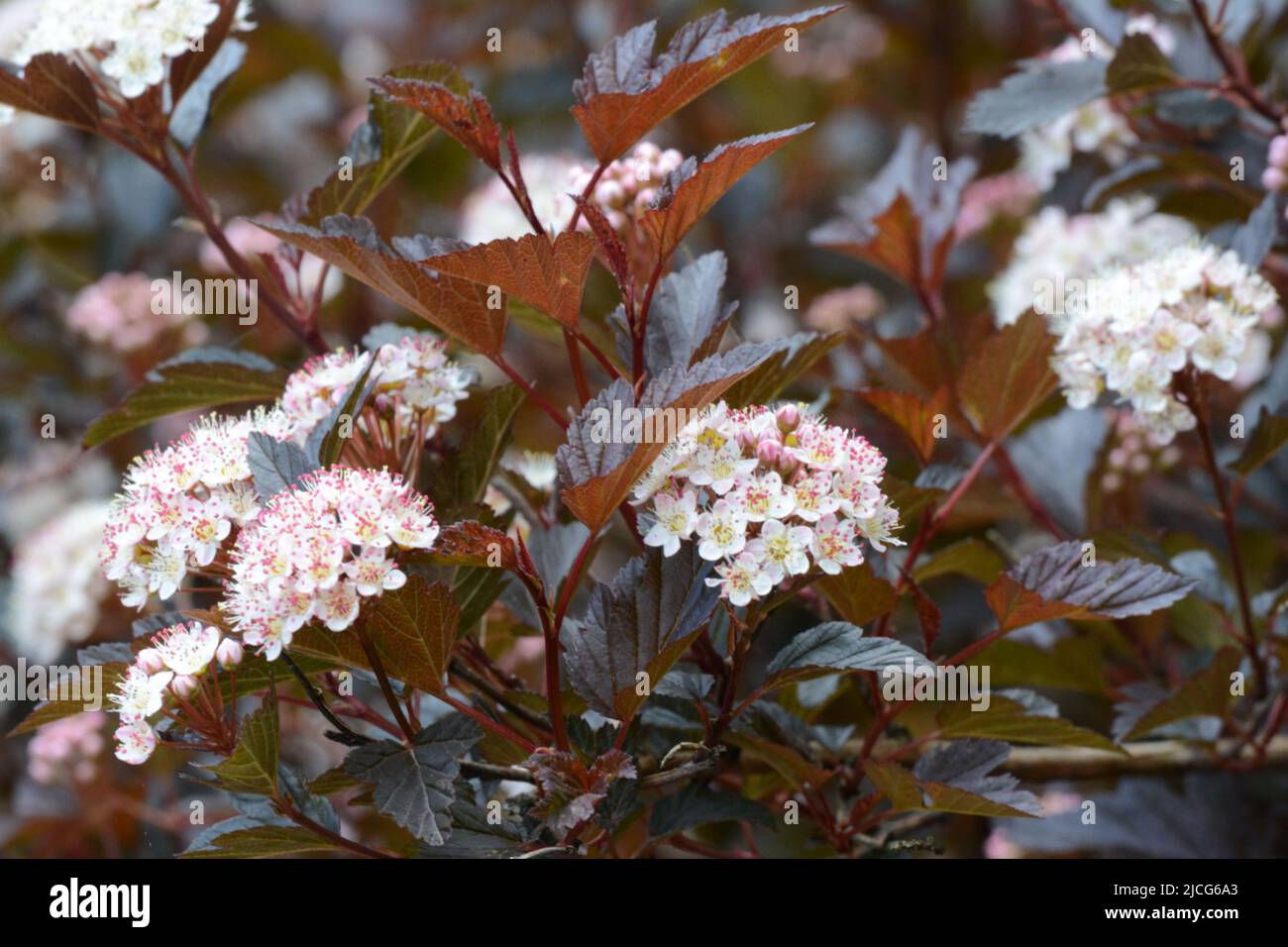 Ninebark summer wine hi-res stock photography and images - Alamy