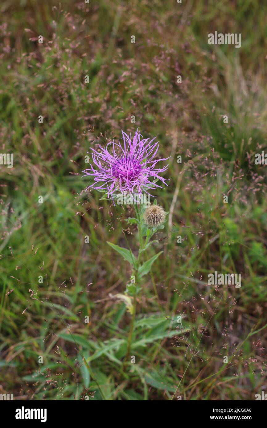 Pink flower of Centaurea nervosa in Kopaonik National park in central ...