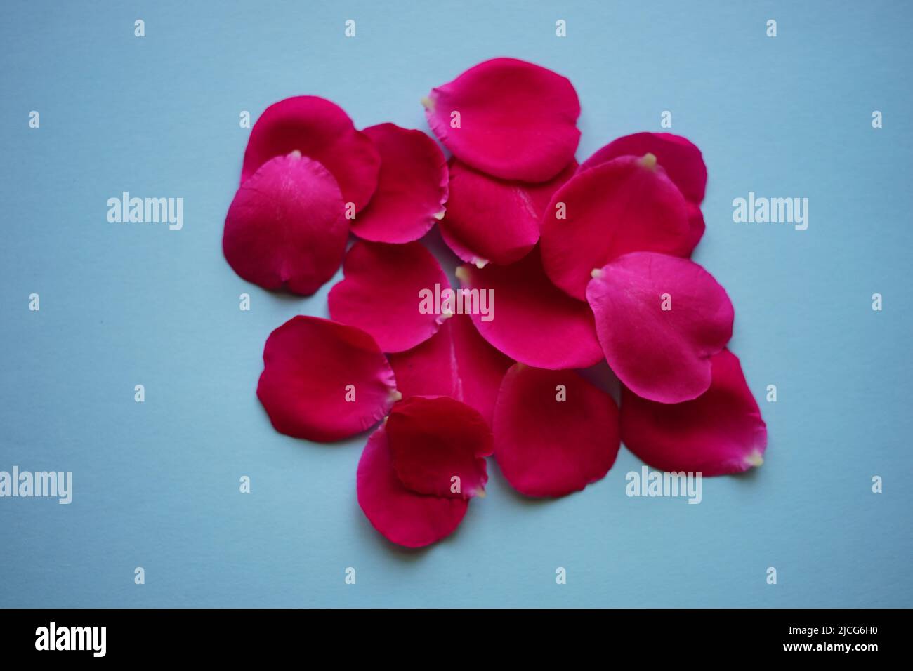 Magenta pink rose flower petals on the blue table Stock Photo - Alamy