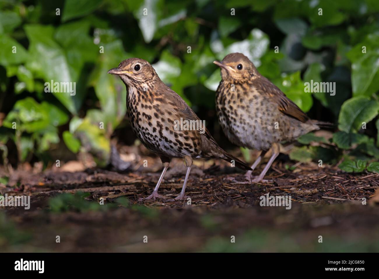 Juvenile song thrush hi-res stock photography and images - Alamy