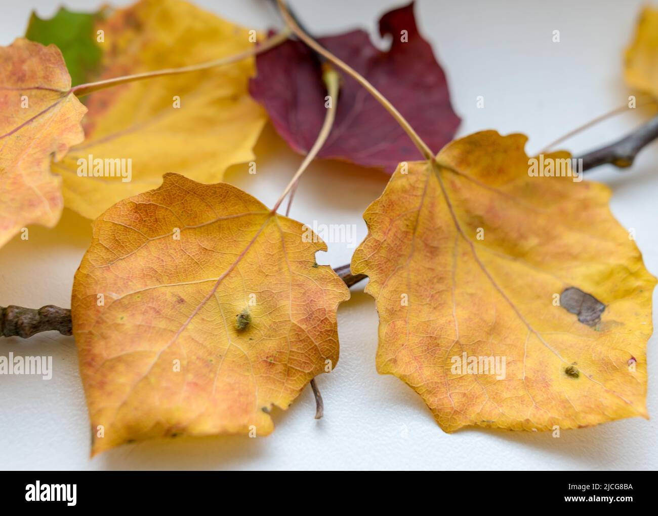 beautiful, colored aspen tree leaves on a light background, autumn ...