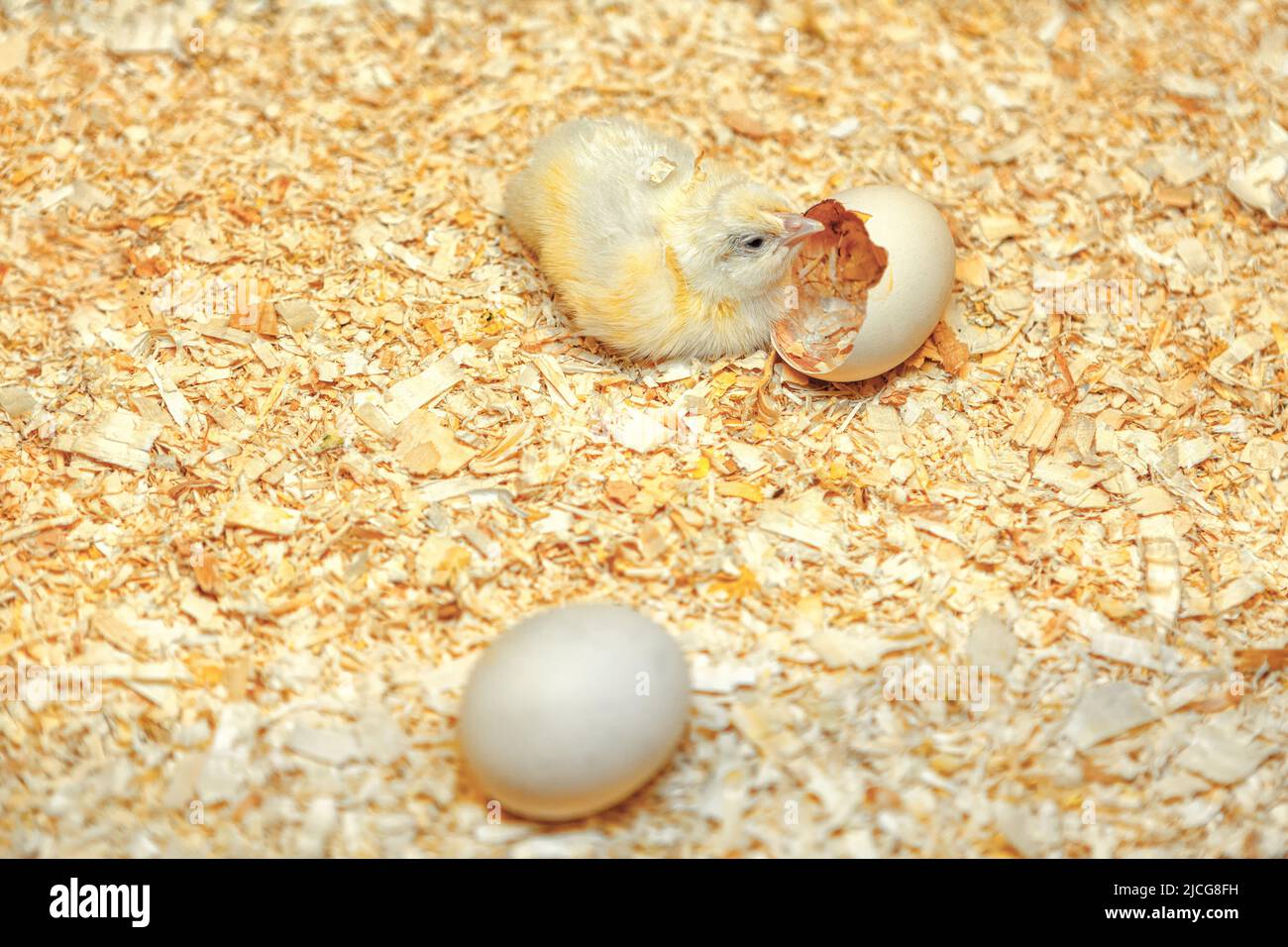 New born chicken . Poultry incubator . Hen born from the egg Stock ...