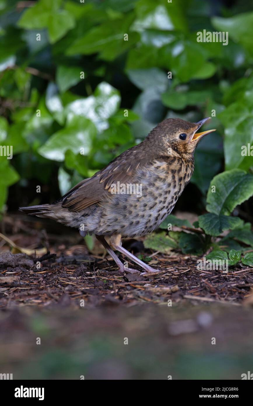 Baby thrush hi-res stock photography and images - Alamy