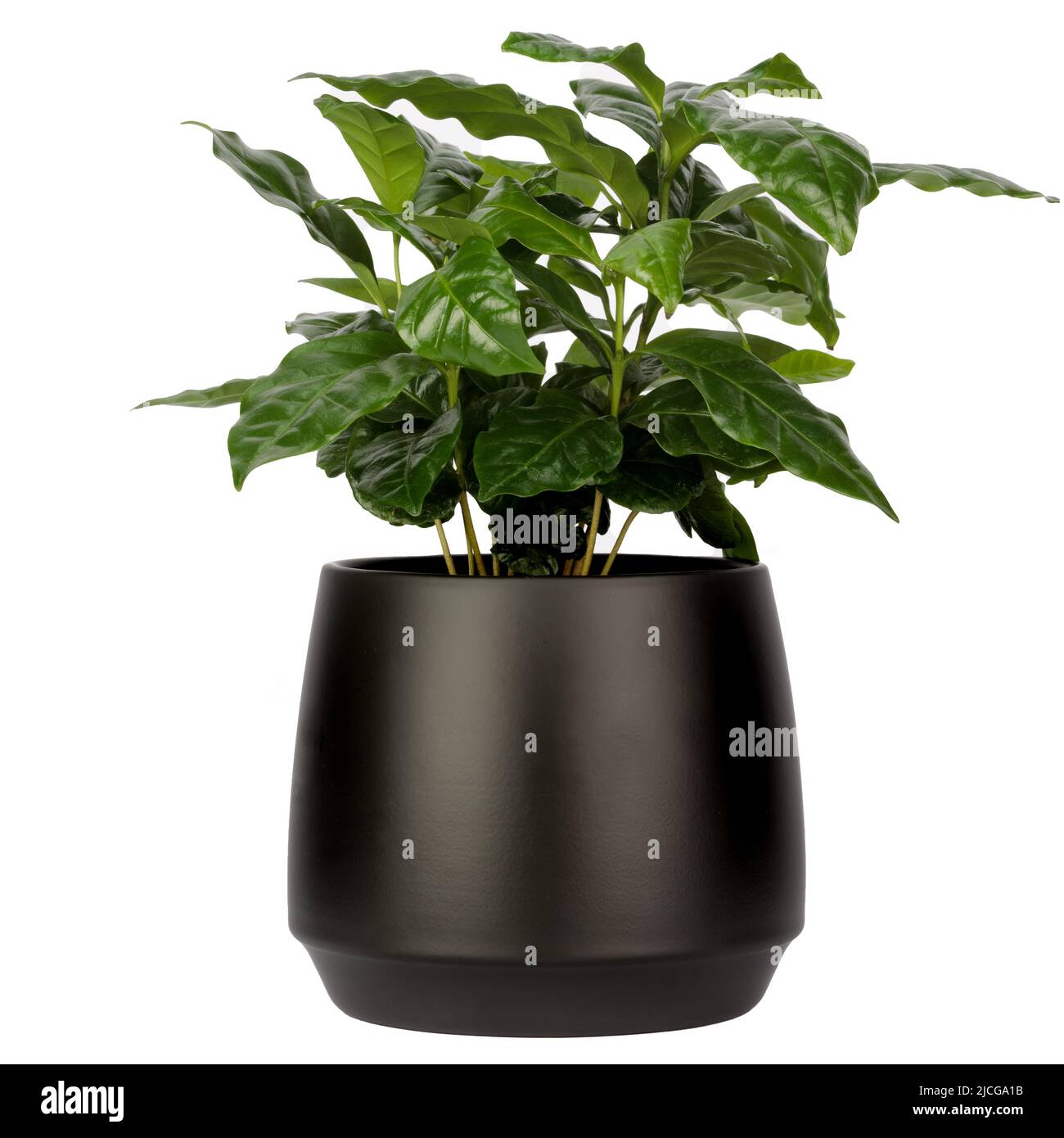 Plant pot home made Cut Out Stock Images & Pictures - Alamy