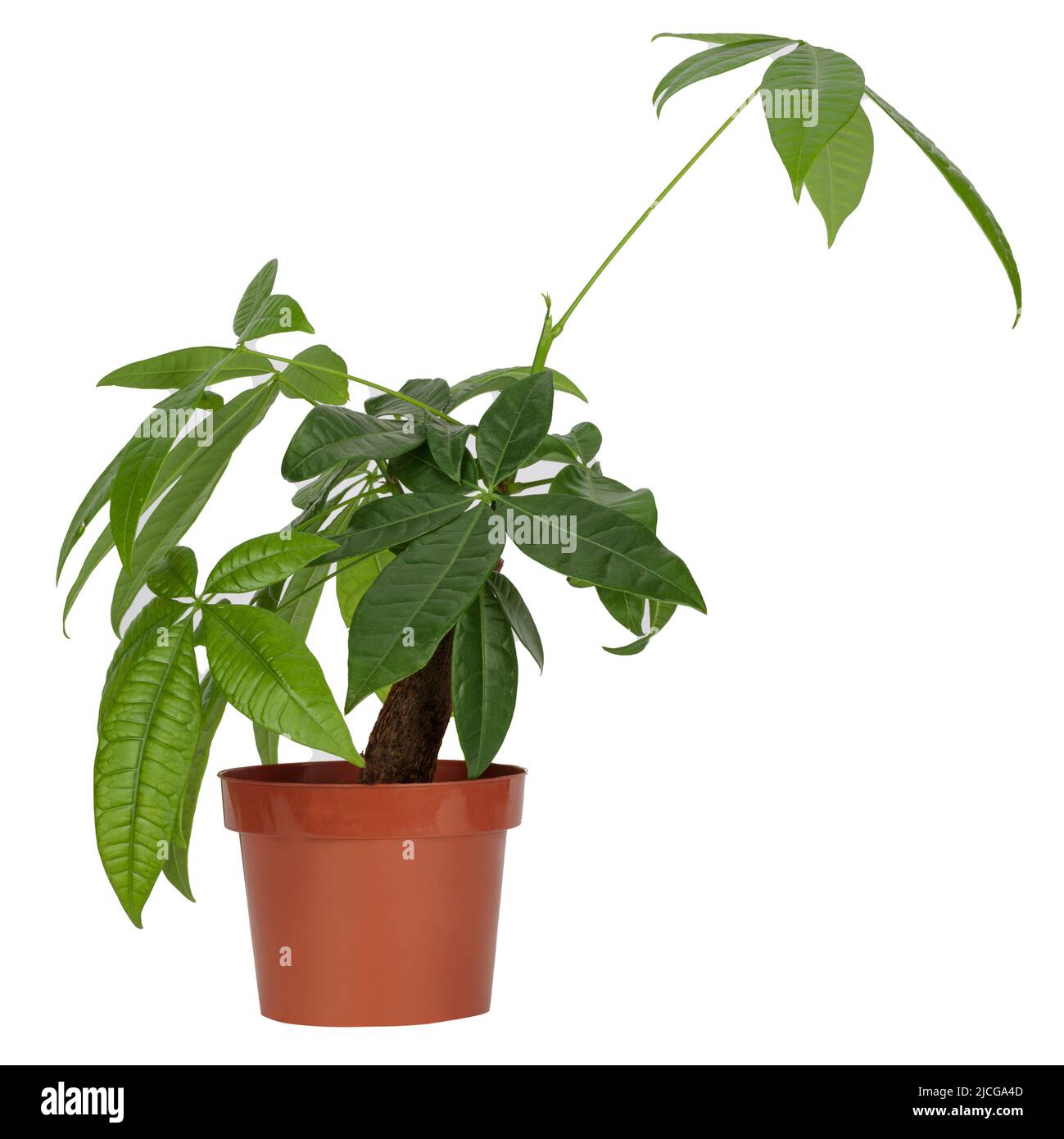 Money tree, Pachira - white background, isolated. (guava chestnut ...