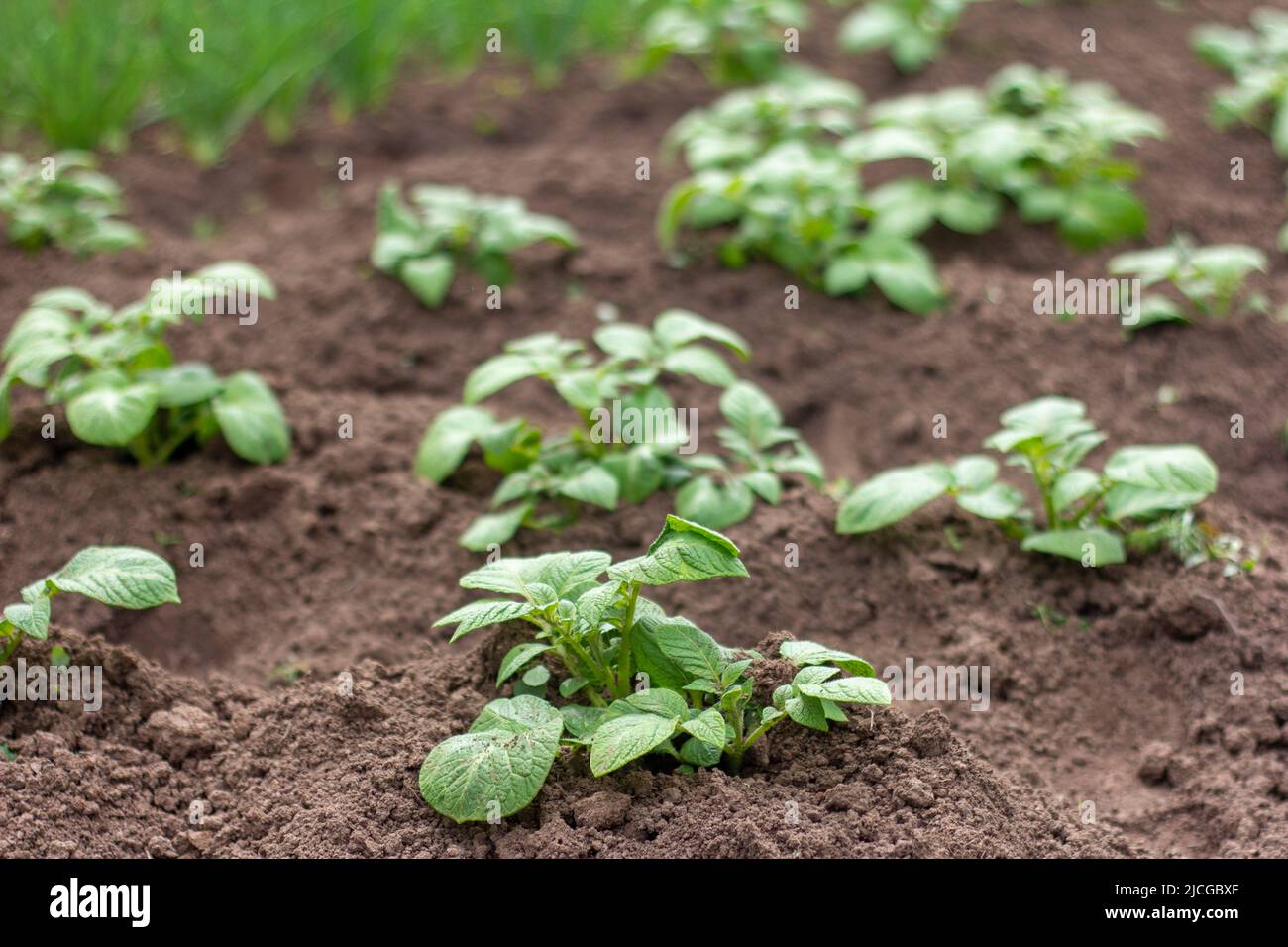 Soil potato hi-res stock photography and images - Alamy