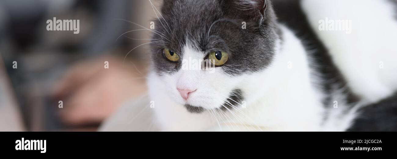 Calm fluffy white and grey domestic cat chilling on sofa Stock Photo ... Calm fluffy white and grey domestic cat chilling on sofa Stock Photo ...