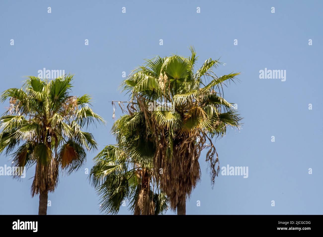 A tropical scene shows tall palm trees against a bright blue sky ...