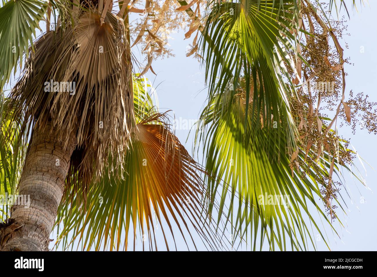 A tropical palm tree with multi coloured leaves against a blue sky ...
