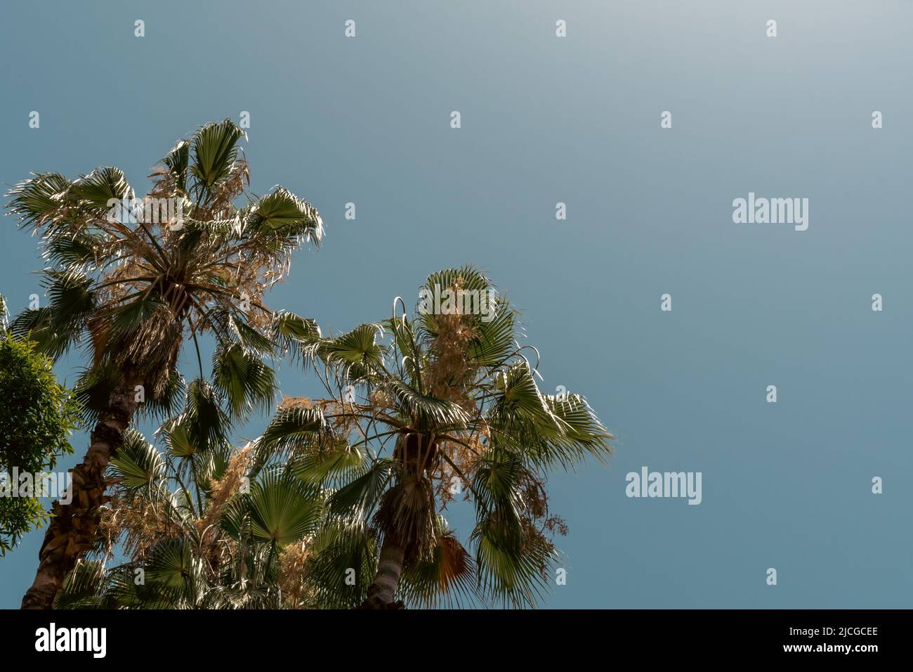 Generic palm trees palm leaves hi-res stock photography and images - Alamy