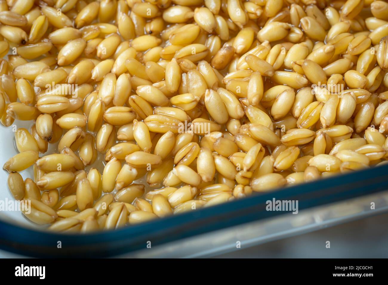 germinated wheat grain sprouts texture background closeup Stock Photo ...