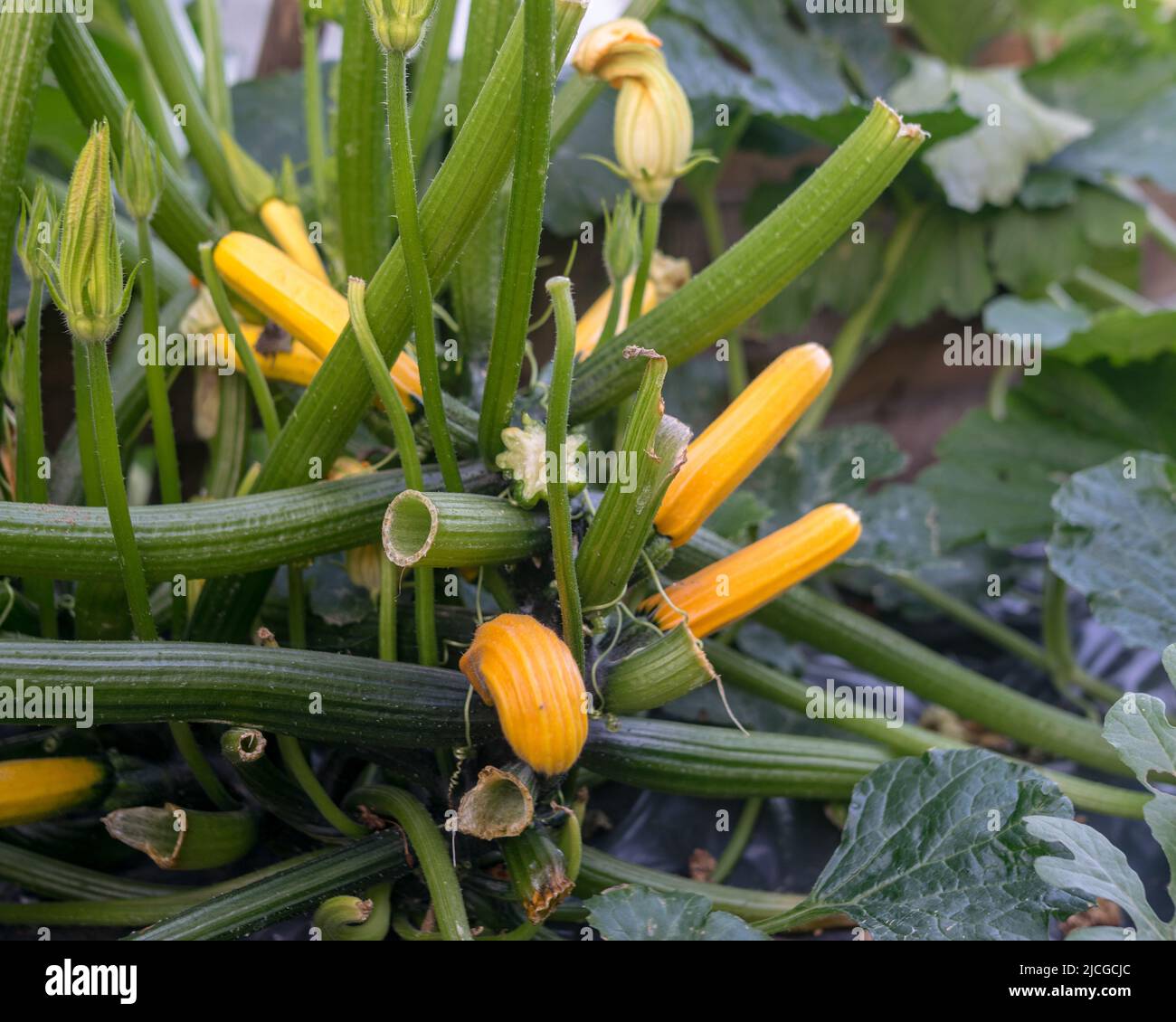 summer landscape with yellow courgette flowers in the summer garden ...