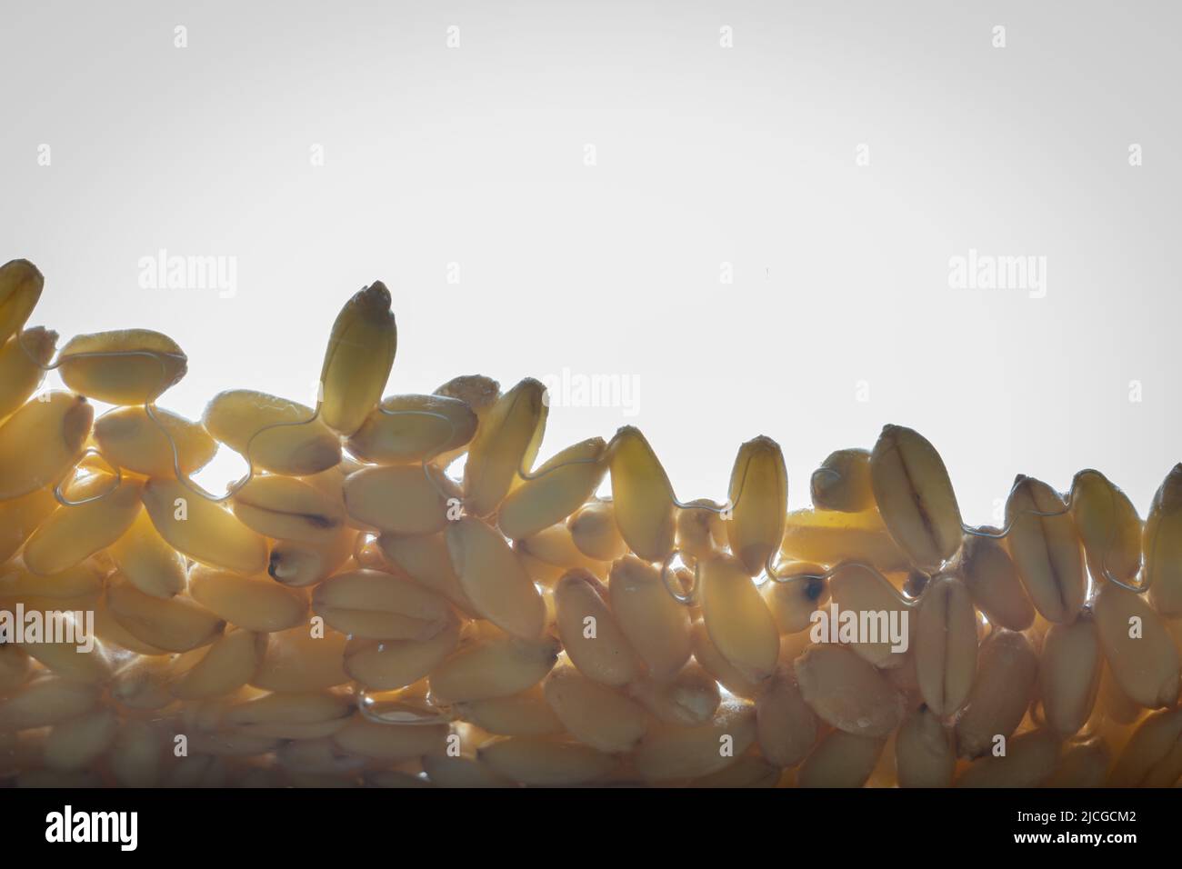 germinated wheat grain sprouts inside glass tray closeup Stock Photo ...