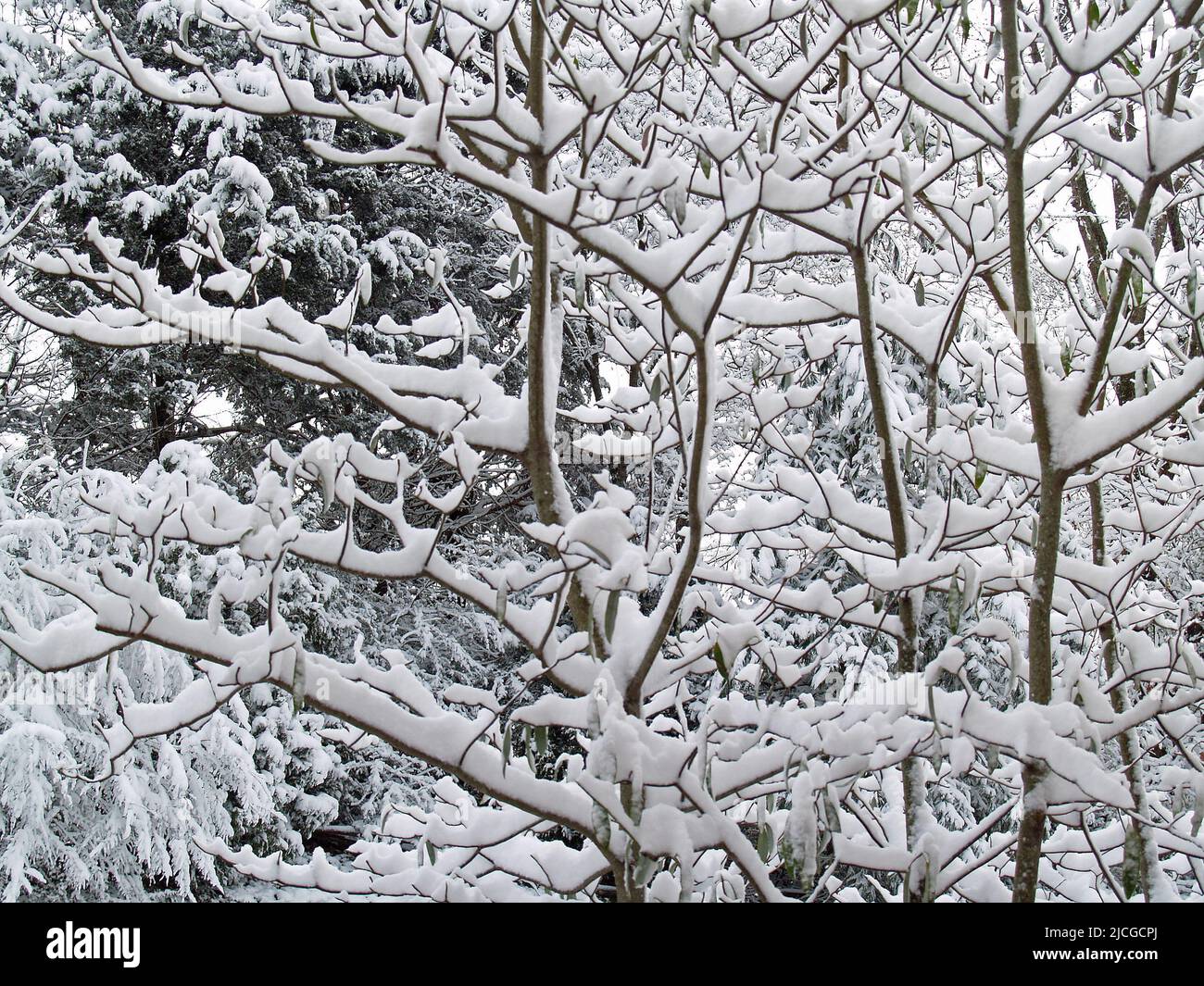 Winter scene, snow laden tree limbs Stock Photo - Alamy