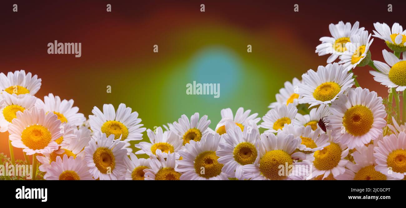 Sunset time close-up daisies. Beautiful panoramic daisy flowers ...