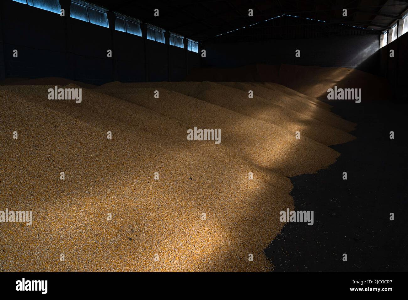 Maize grains are stored at a warehouse in Kyiv Region, northern Ukraine ...
