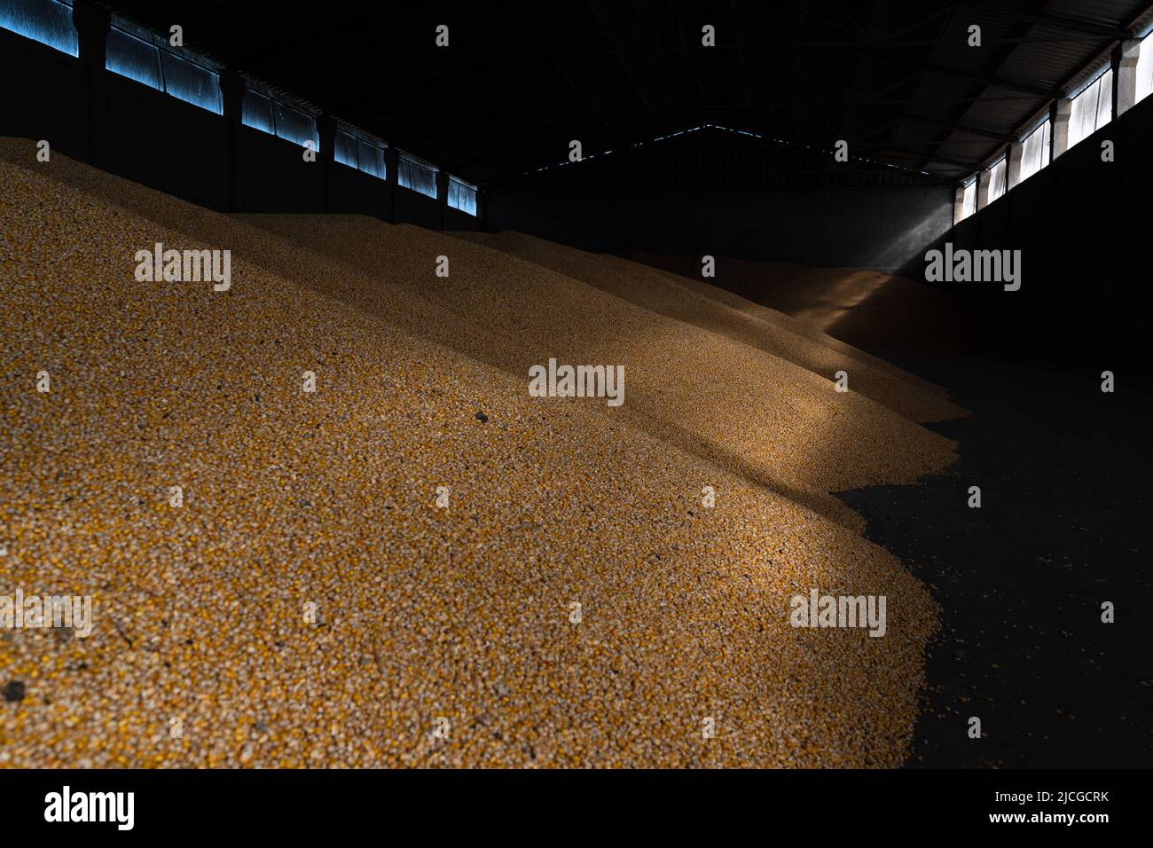 Maize grains are stored at a warehouse in Kyiv Region, northern Ukraine ...