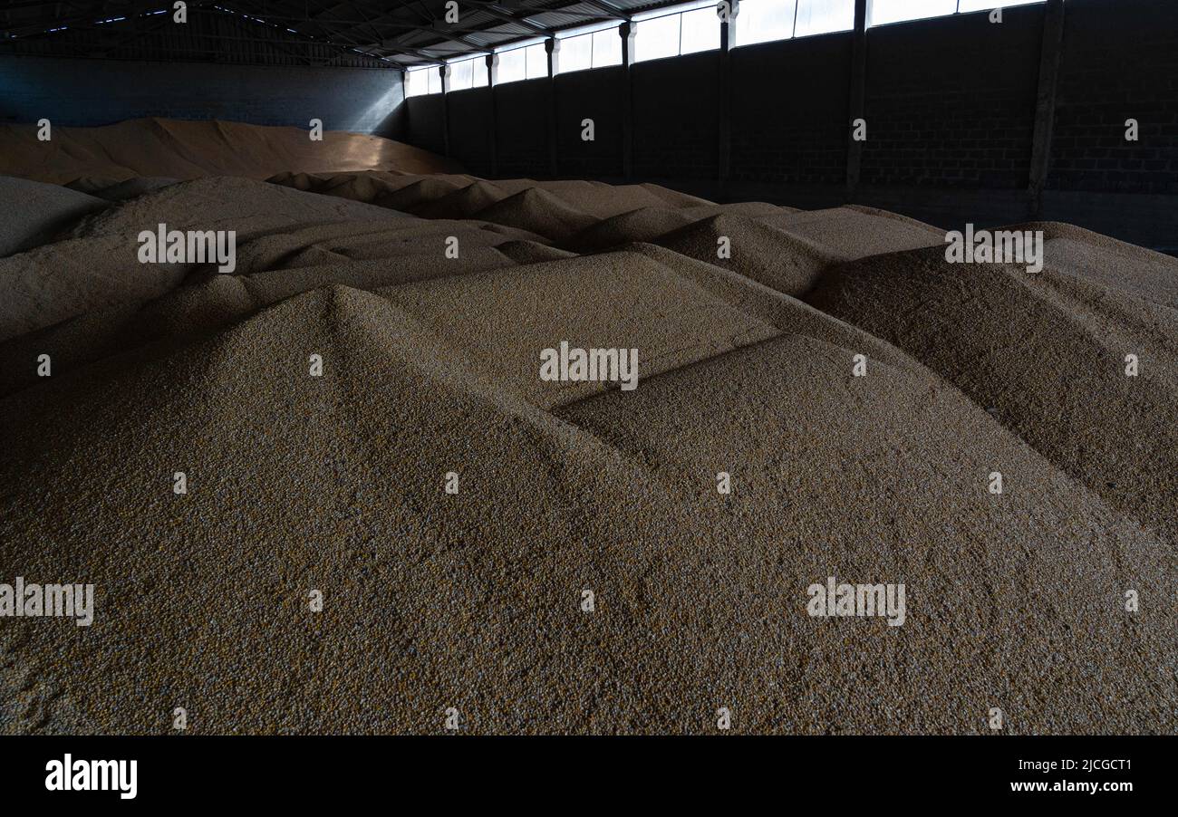 Maize grains are stored at a warehouse in Kyiv Region, northern Ukraine ...