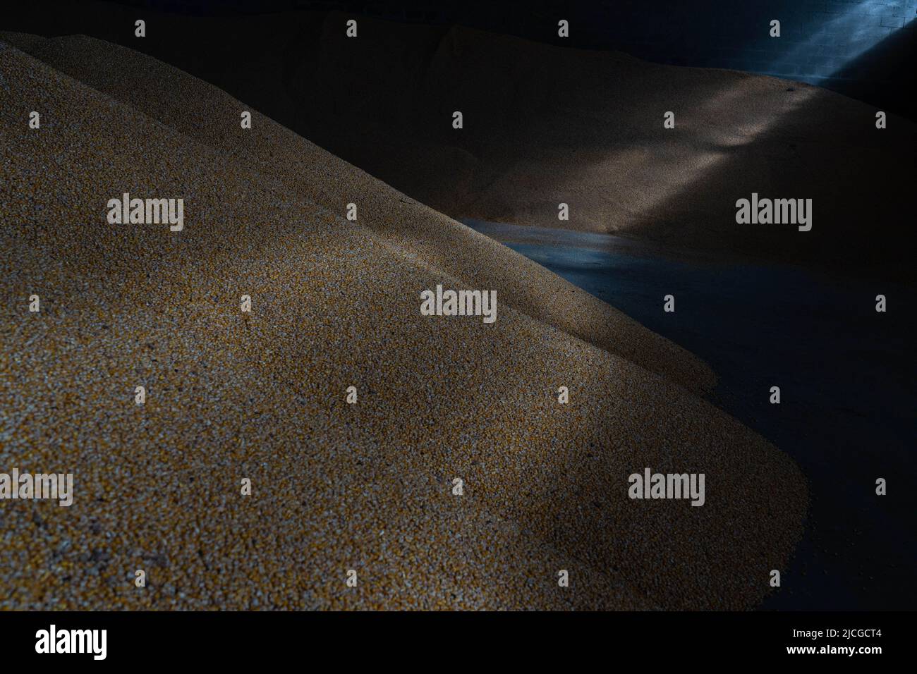Maize grains are stored at a warehouse in Kyiv Region, northern Ukraine ...