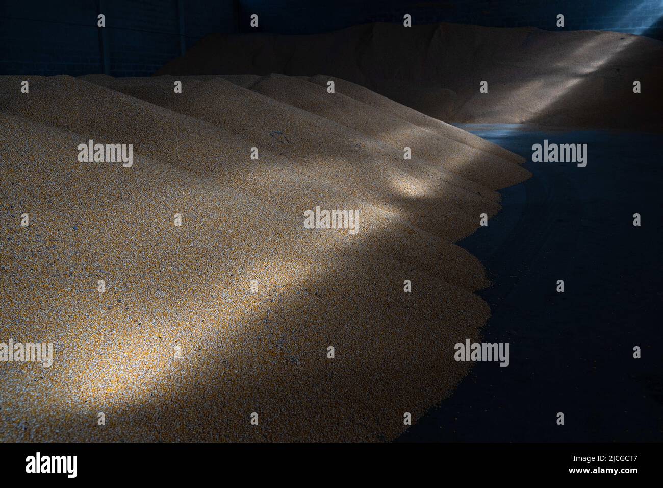 Maize grains are stored at a warehouse in Kyiv Region, northern Ukraine ...