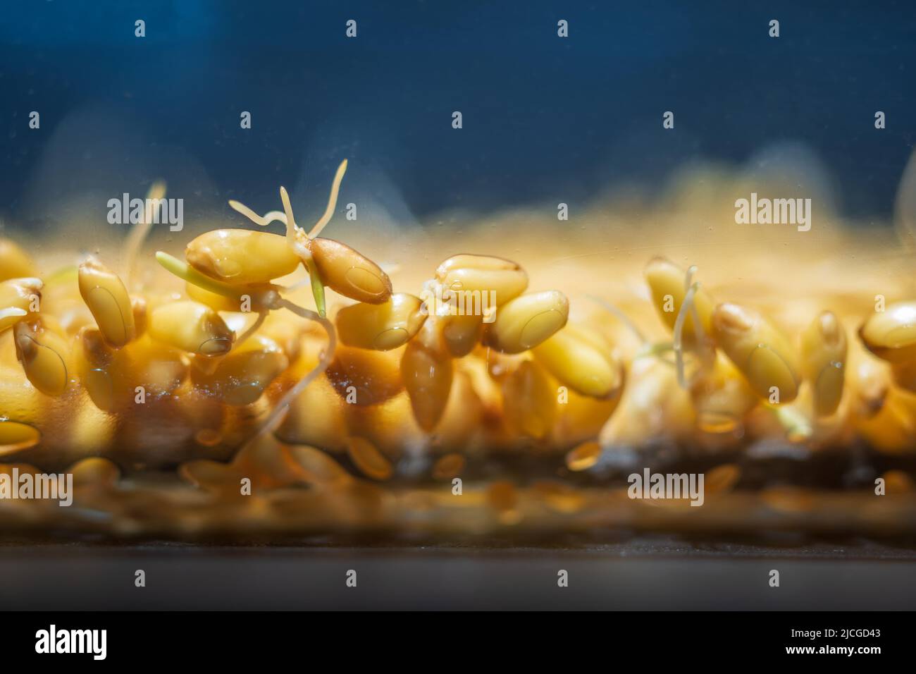 germinated wheat grain sprouts inside glass tray closeup Stock Photo ...