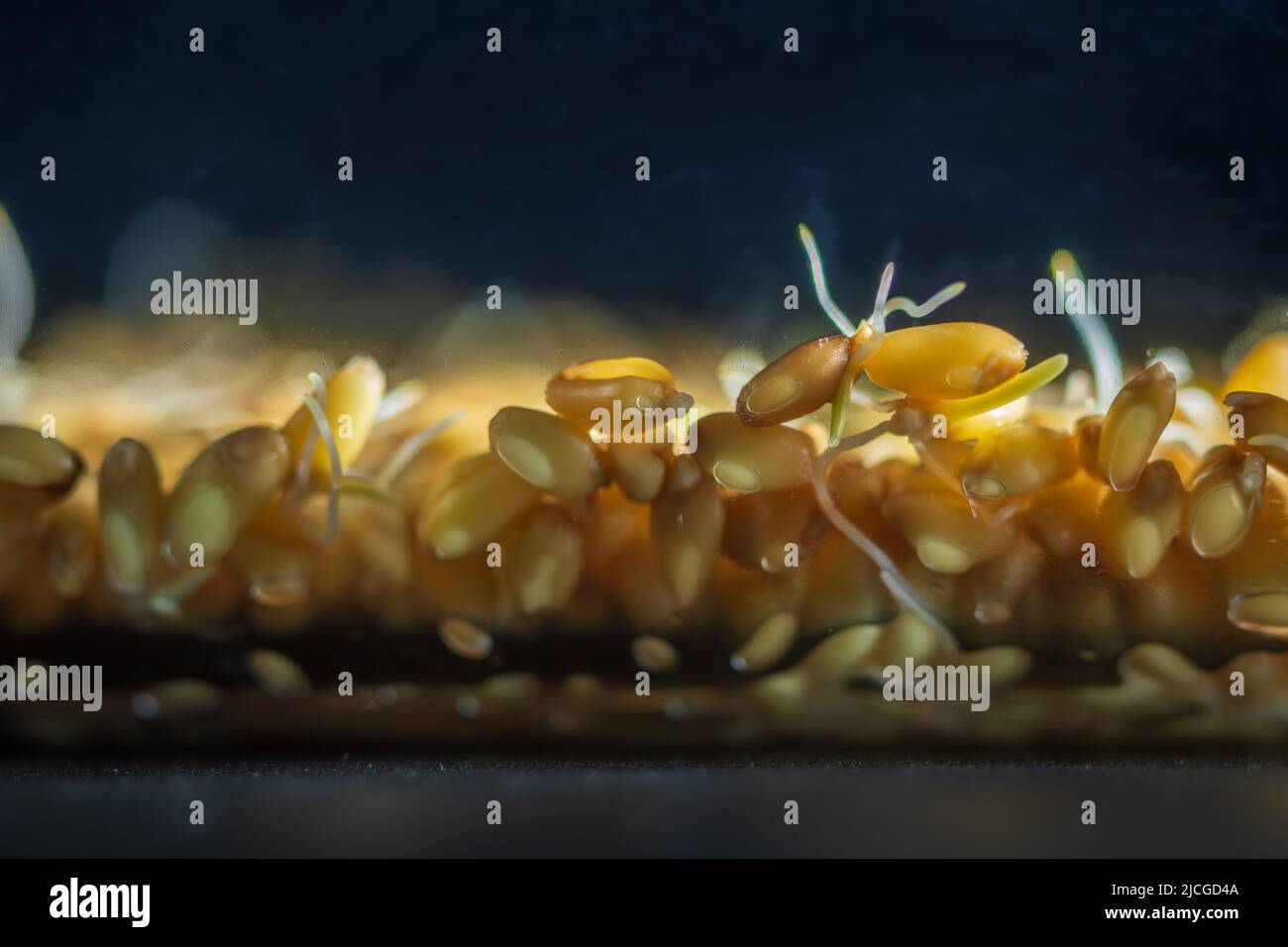 germinated wheat grain sprouts inside glass tray closeup Stock Photo ...