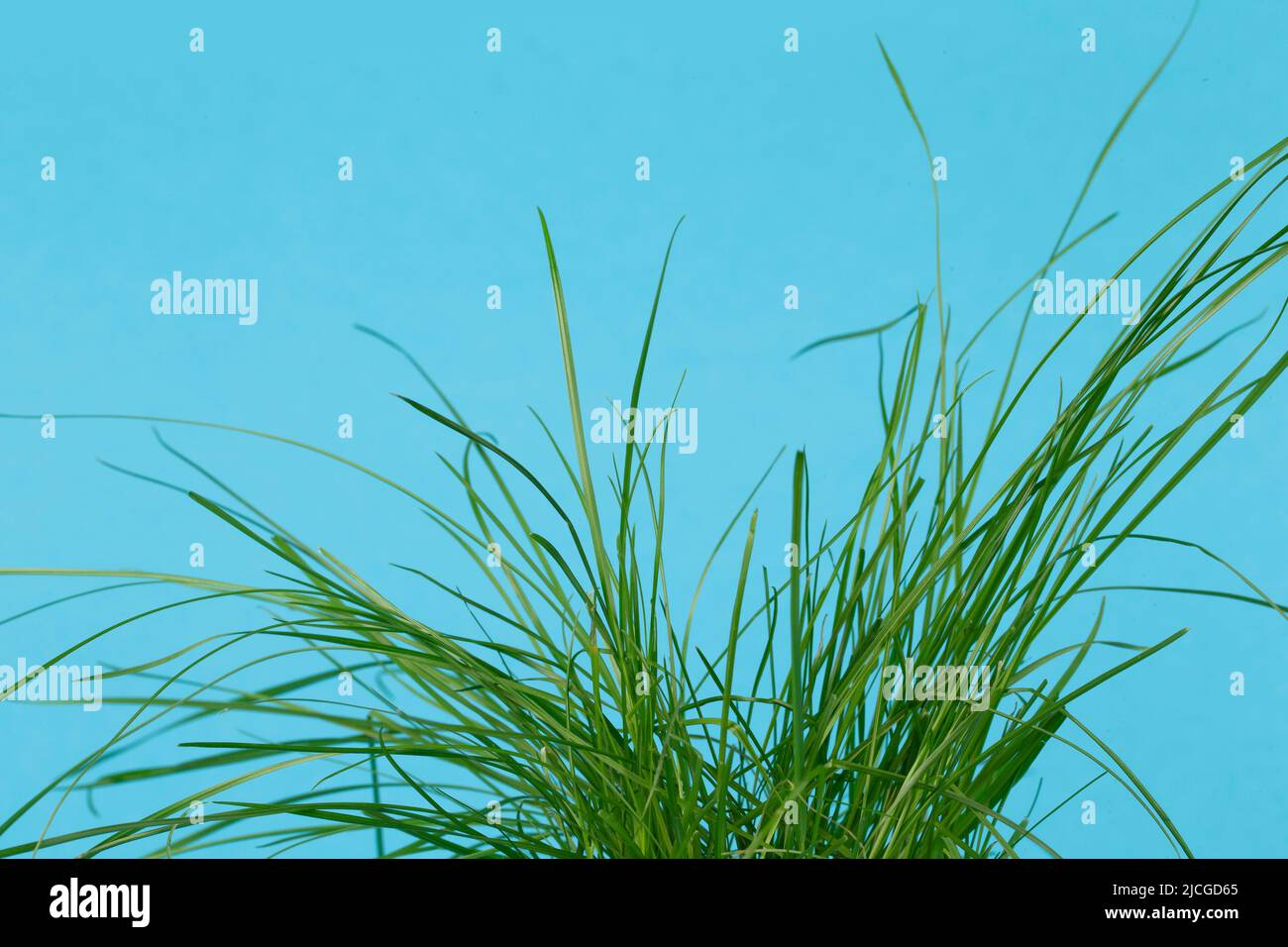 Green grass on a blue background. A bunch of tall grass.Blades of grass ...