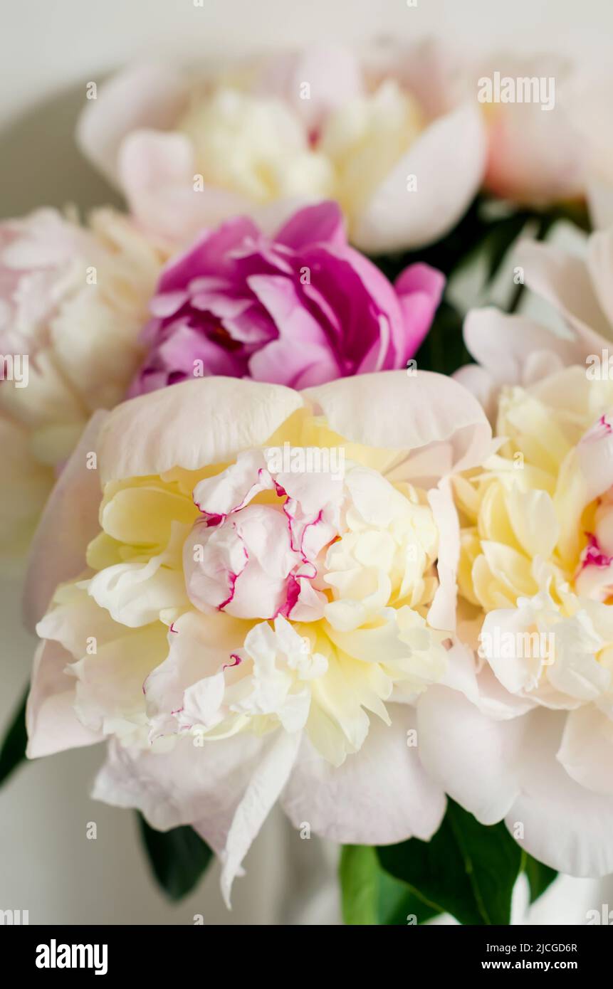 Beautiful bunch of fresh white peonies in full bloom close up ...