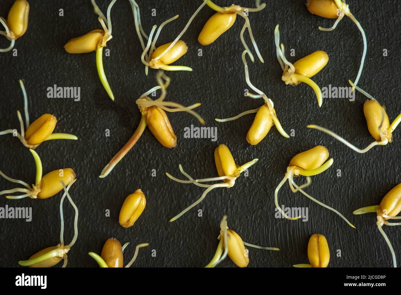 germinated wheat grain sprouts texture background flat overhead view ...