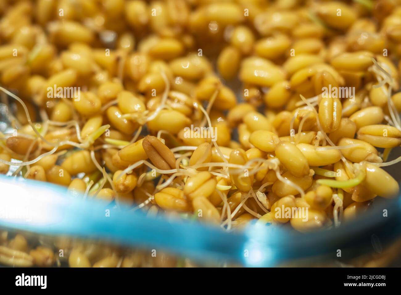 germinated wheat grain sprouts inside glass tray closeup Stock Photo ...